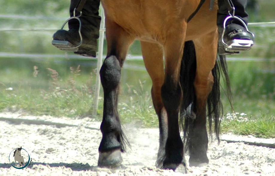 Seitengänge reiten: Trainingstipp für mehr Abwechslung | 360° Pferd
