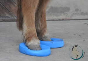 Pferdetraining mit Balance Pads: Wirkung und Einsatz | 360° Pferd